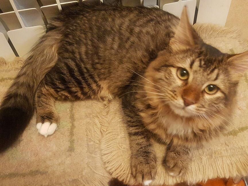 Котенок мальчик лесной норвежский Макс 4мес