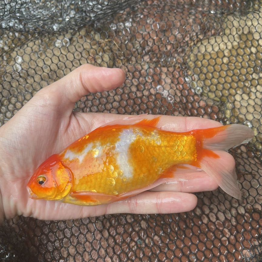 Золотая рыба комета