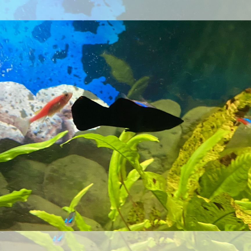 Молинезии черные