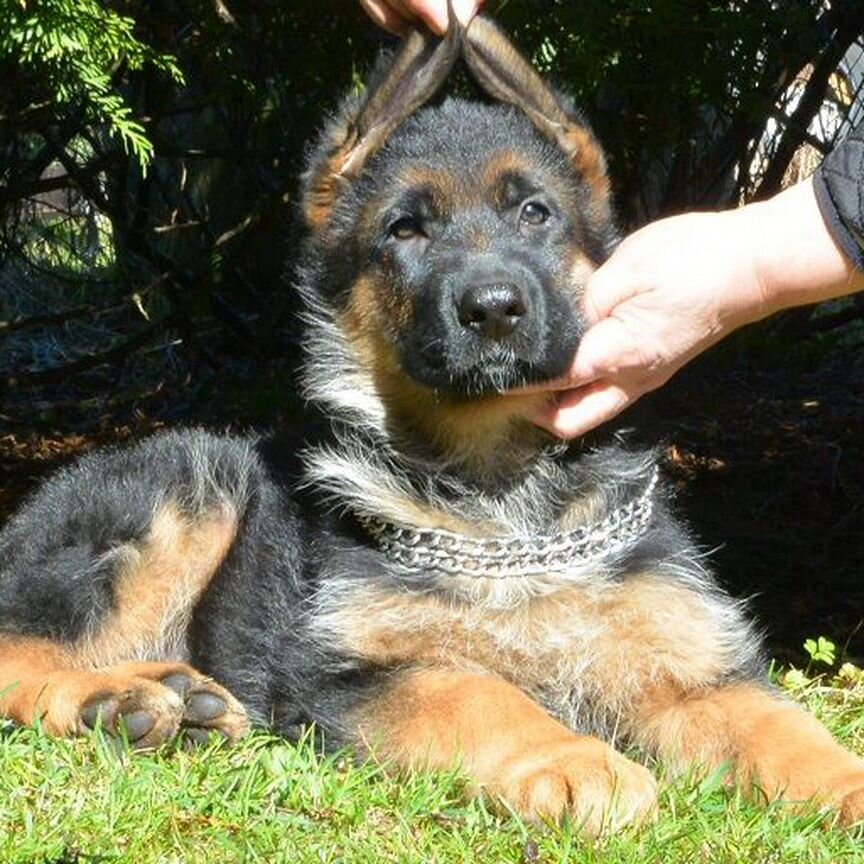 Щенки немецкой овчарки, 2 мес., с документами ркф