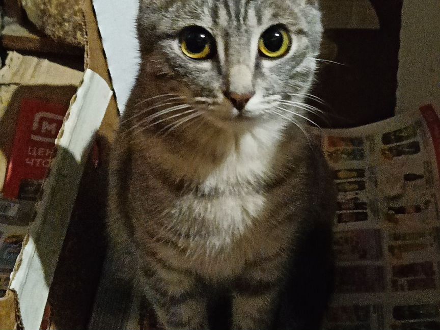 Отдам котёнка в добрые руки