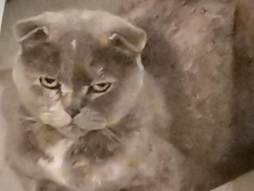 Вислоухая кошечка бесплатно