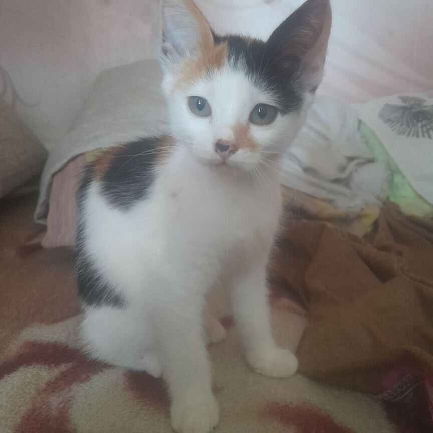 Отдам котят в добрые руки