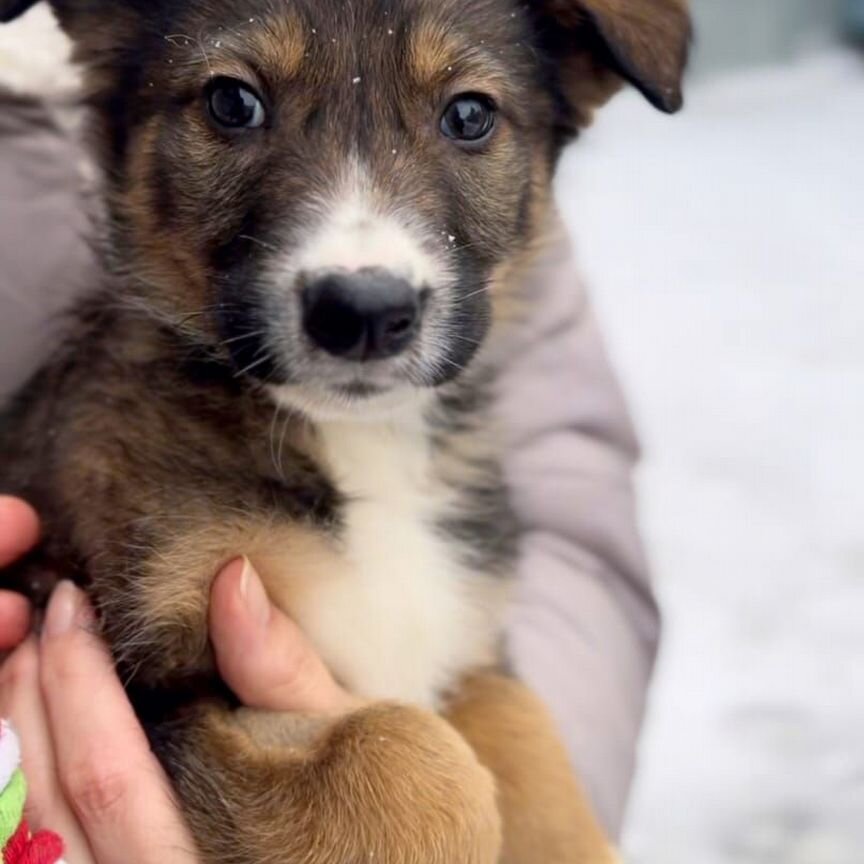 Щенок мальчик 2 месяца