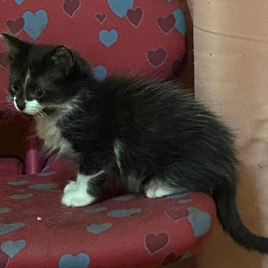 Котёнок от частного владельца