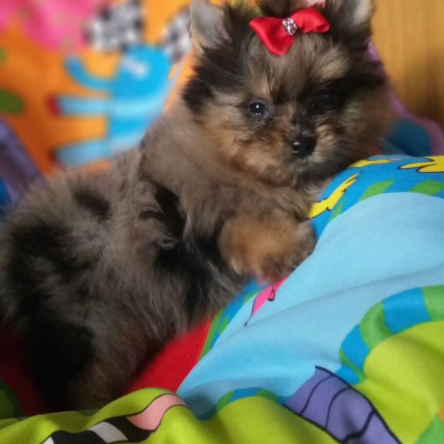 Девочка черный мерль с подпалом