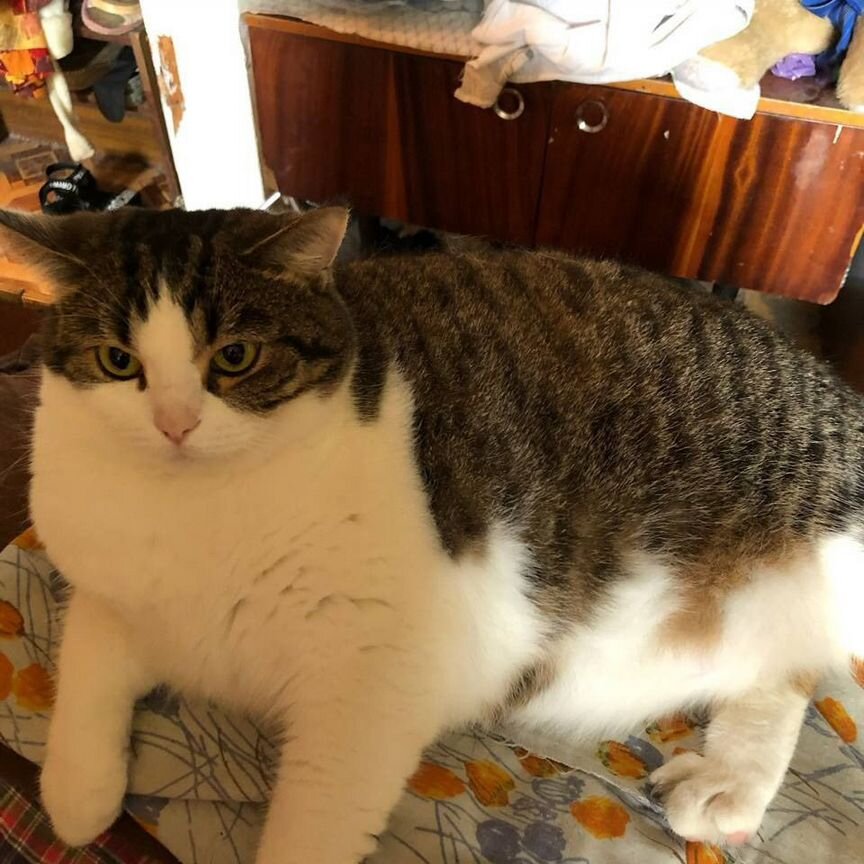 Кошечка Боня