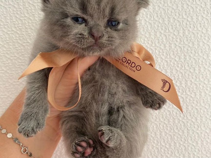 Шотландские вислоухие и прямоухие котята