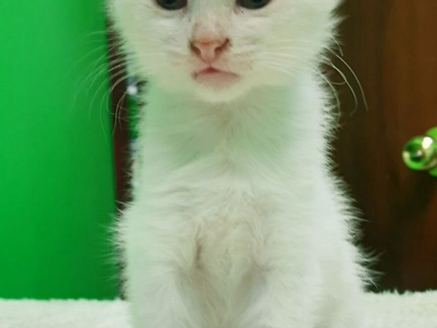 Пушистые котятки