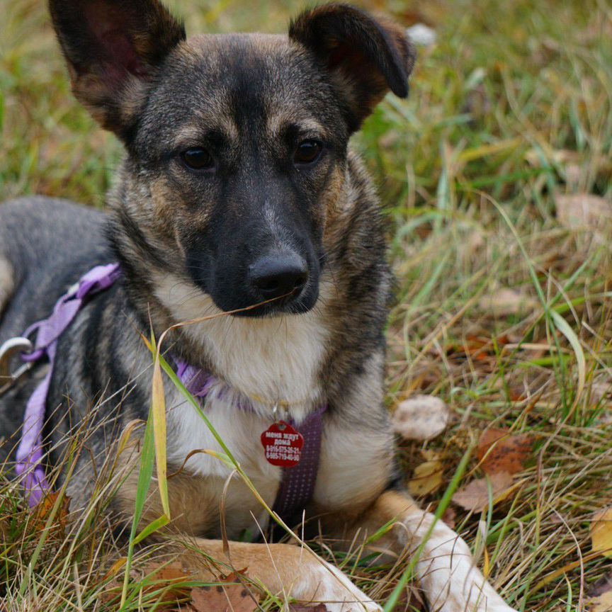 Щенок грустит в приюте
