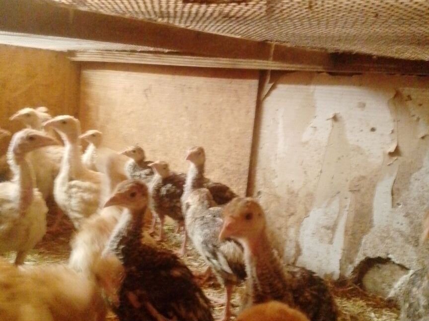 Индюшата бш