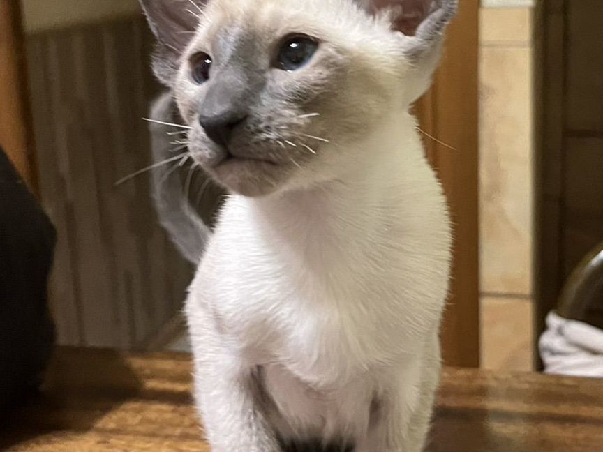 Сиамская кошечка
