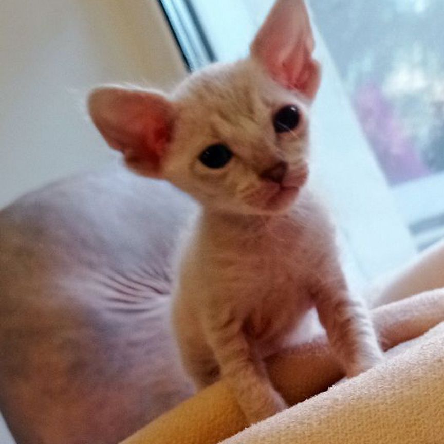 Донской сфинкс котёнок