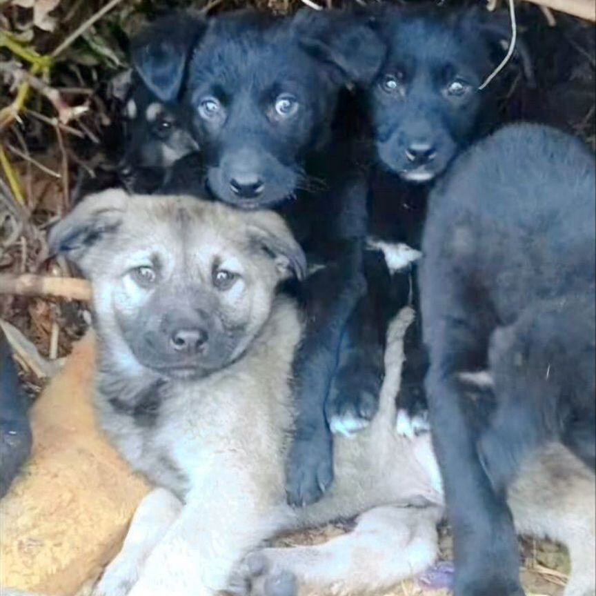 Щенки. Девочки и мальчики. Стерилизация. Прививки