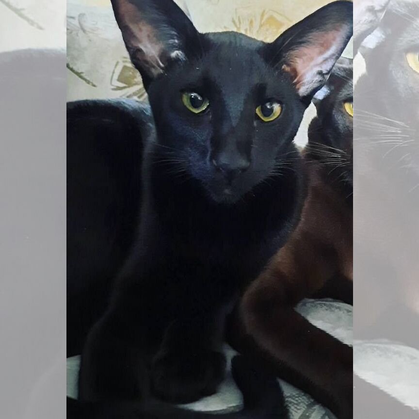 Ориентальный кот, вязка