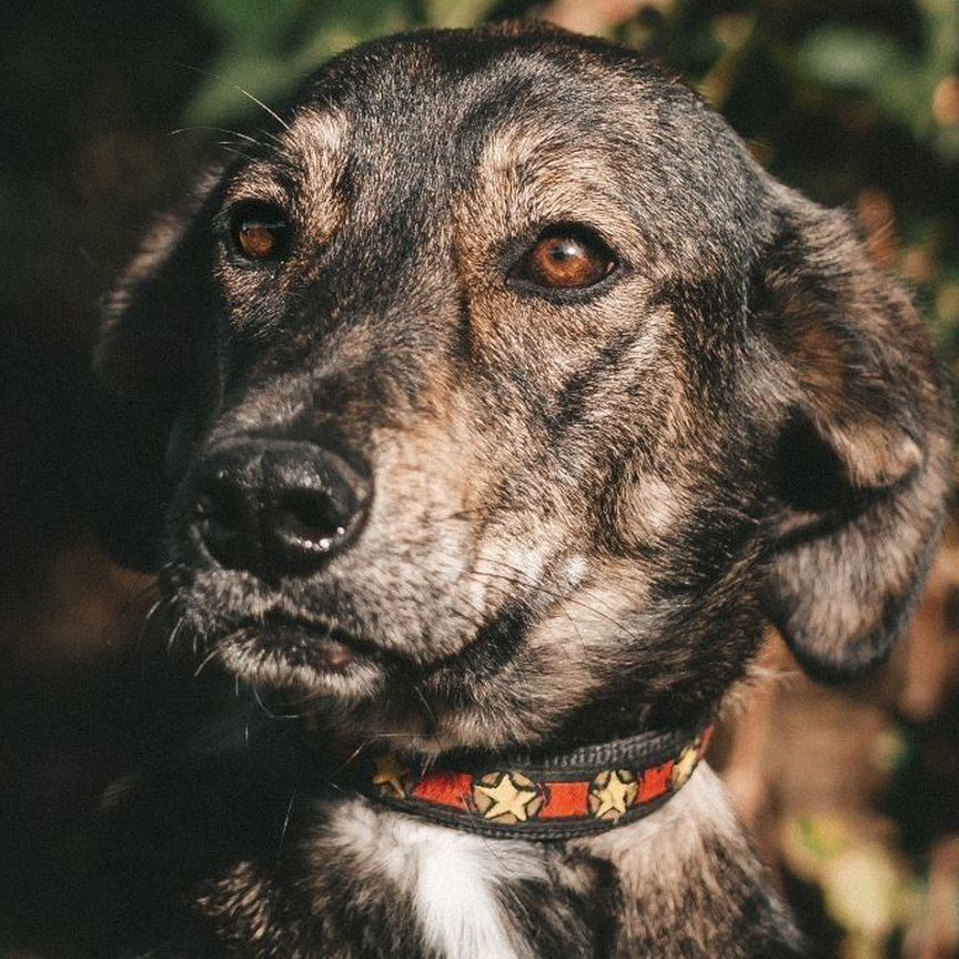 Взрослый пёс в добрые руки