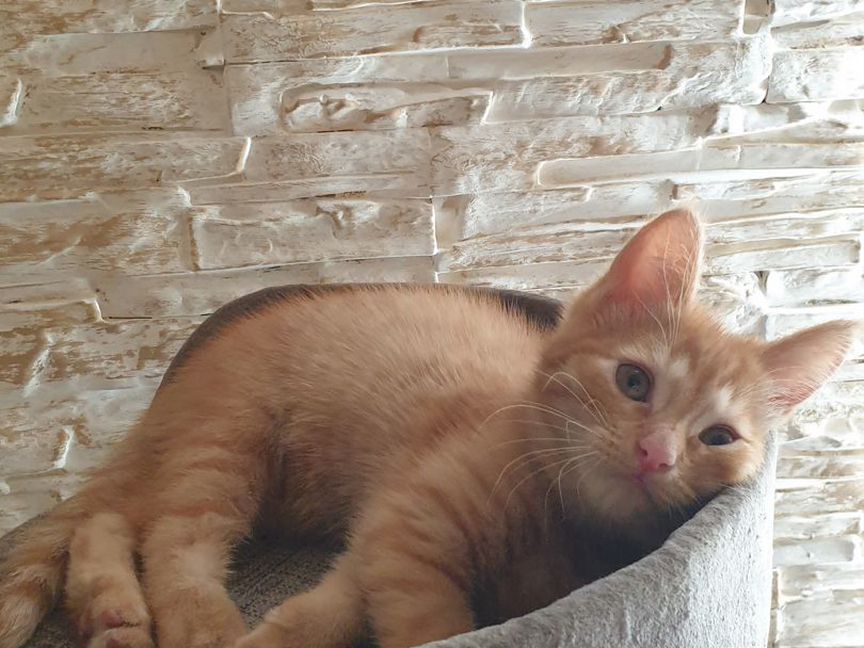Котёнок в добрые руки