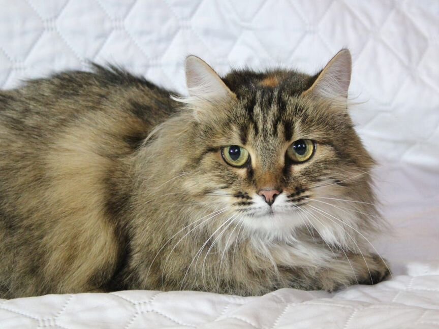 Ласковая кошечка в добрые руки