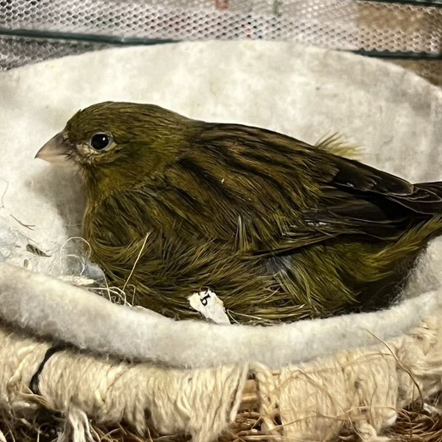 Кенара и канарейки