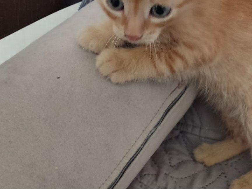 Рыжий котенок в добрые руки бесплатно