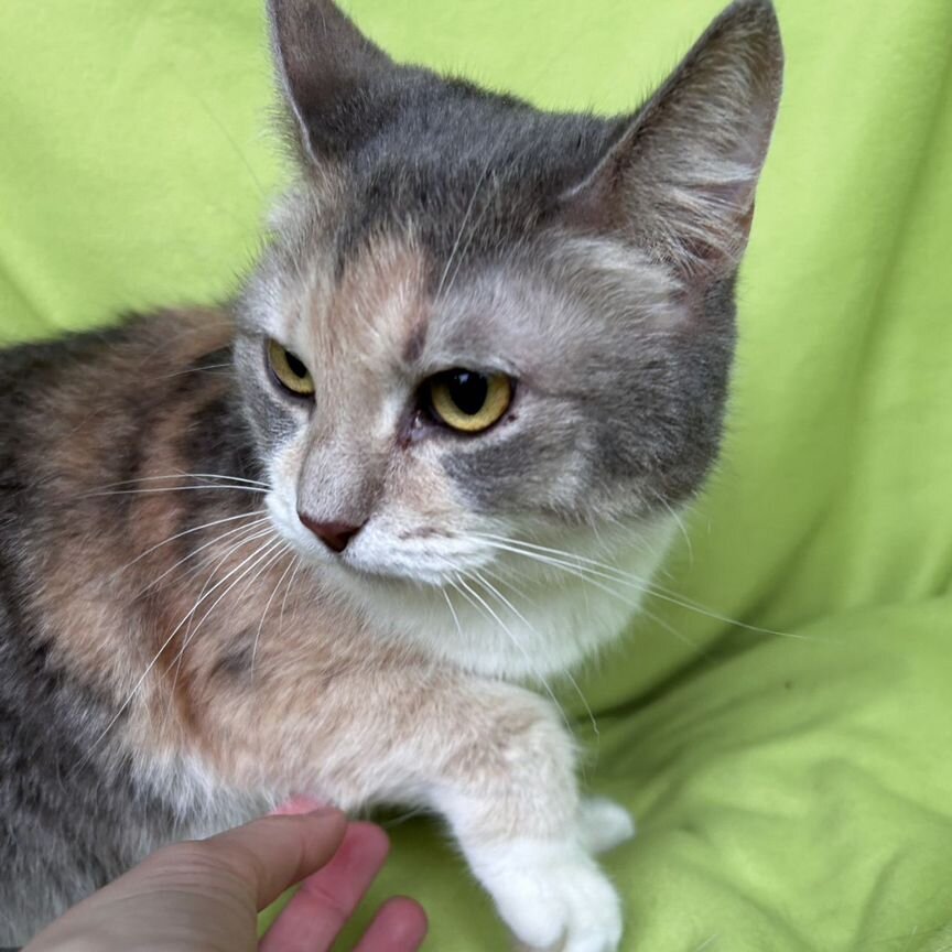 Кошечка в добрые руки