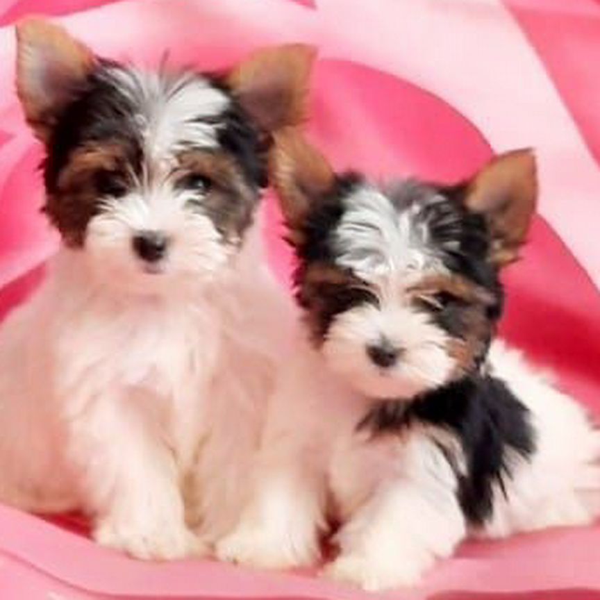 Бивер-йоркширский терьер, щенок