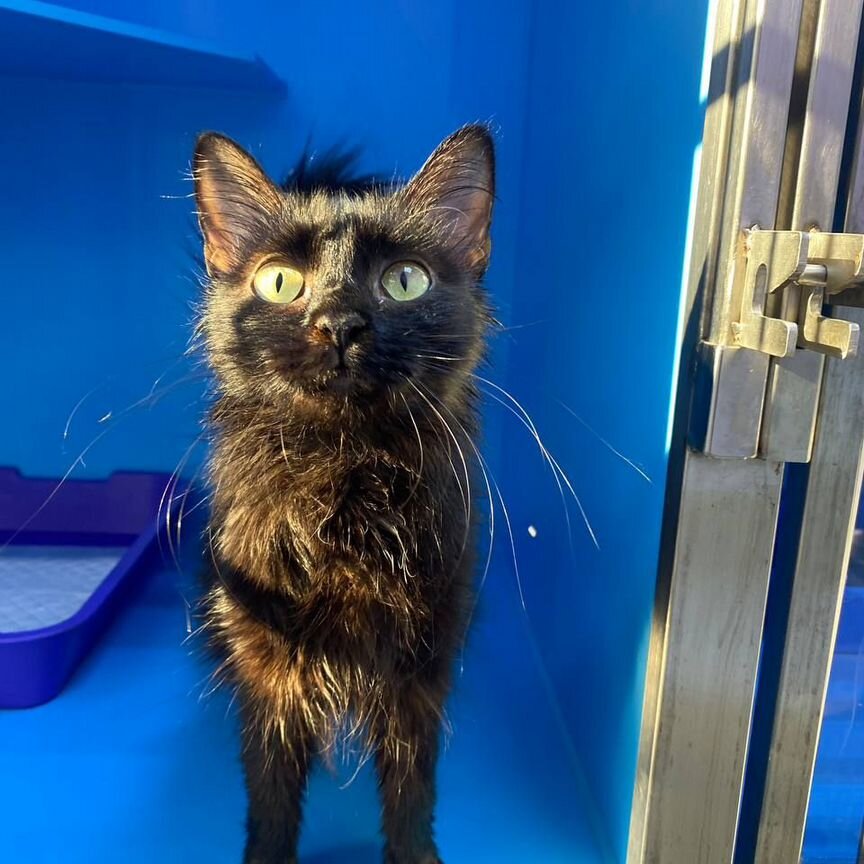 Меньше суток на поиск дома у кошки