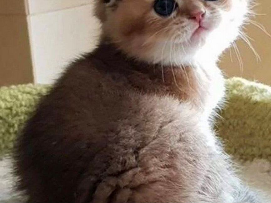 Шотландские котята ny25 окраса