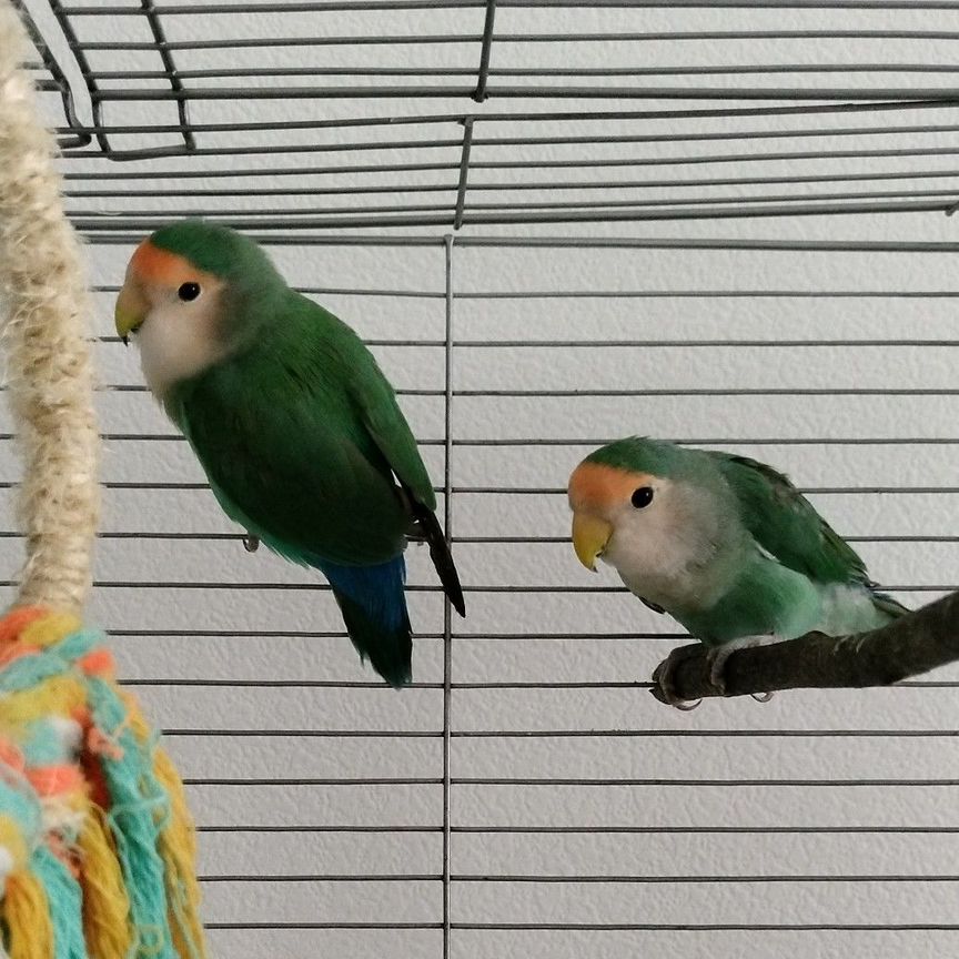 Попугайчики неразлучники вместе с клеткой