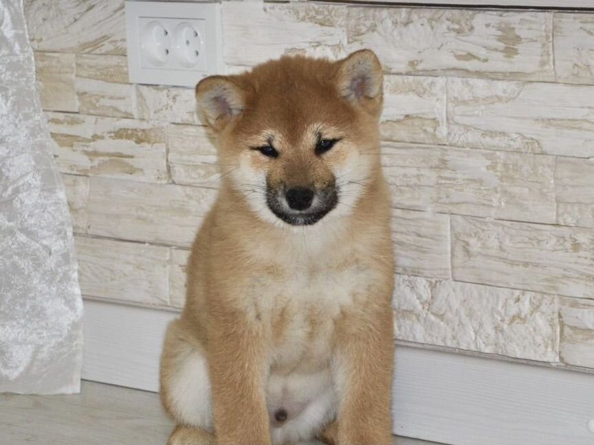 Малыш Сиба Ину