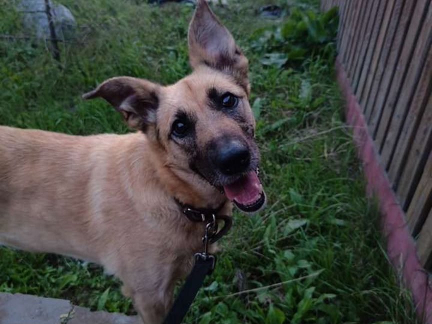 Собака с тяжёлой судьбой в особенные руки