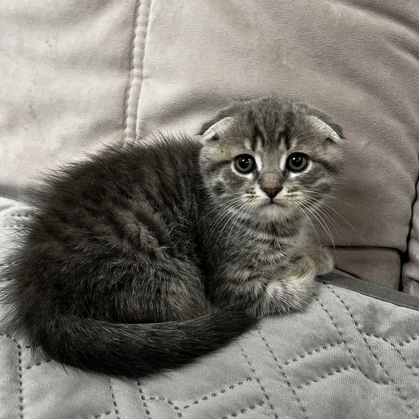 Шотландский вислоухий короткошёрстный котёнок