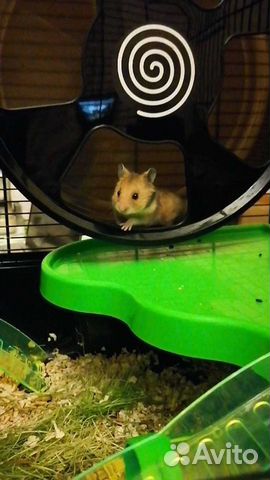 Вязка сирийский хомяк