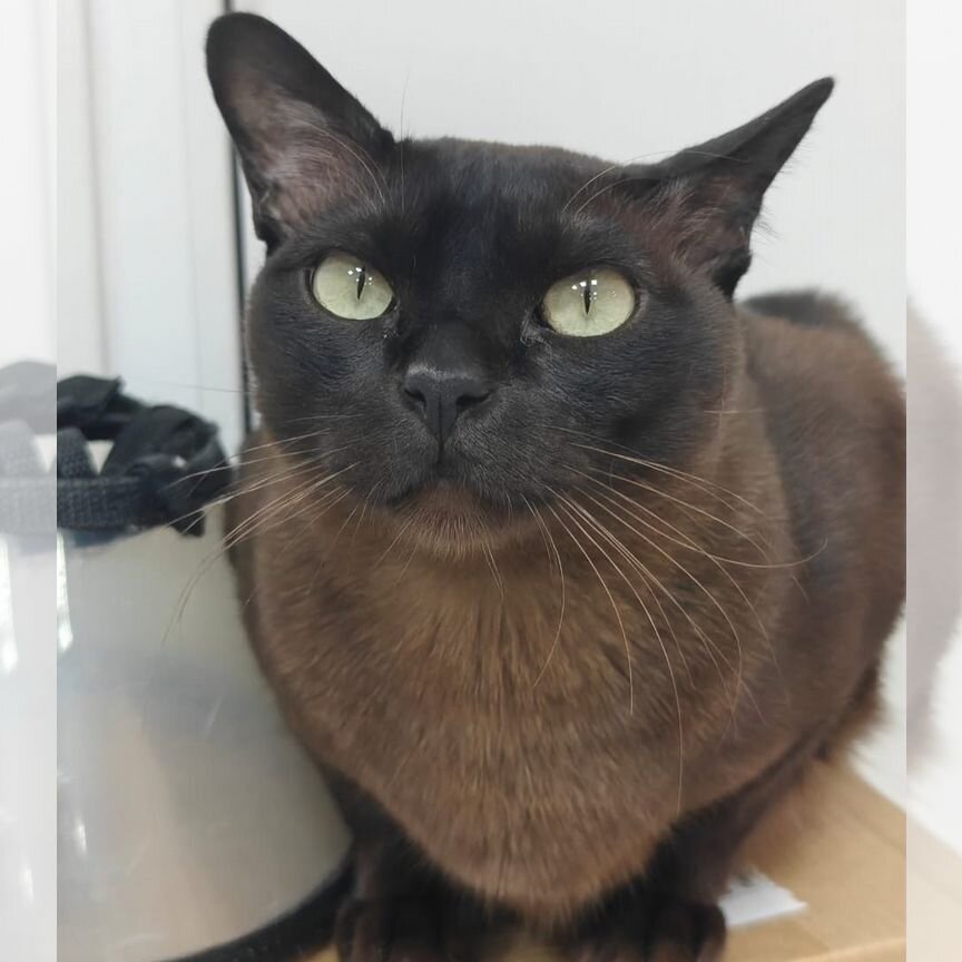 Взрослый кот в добрые руки