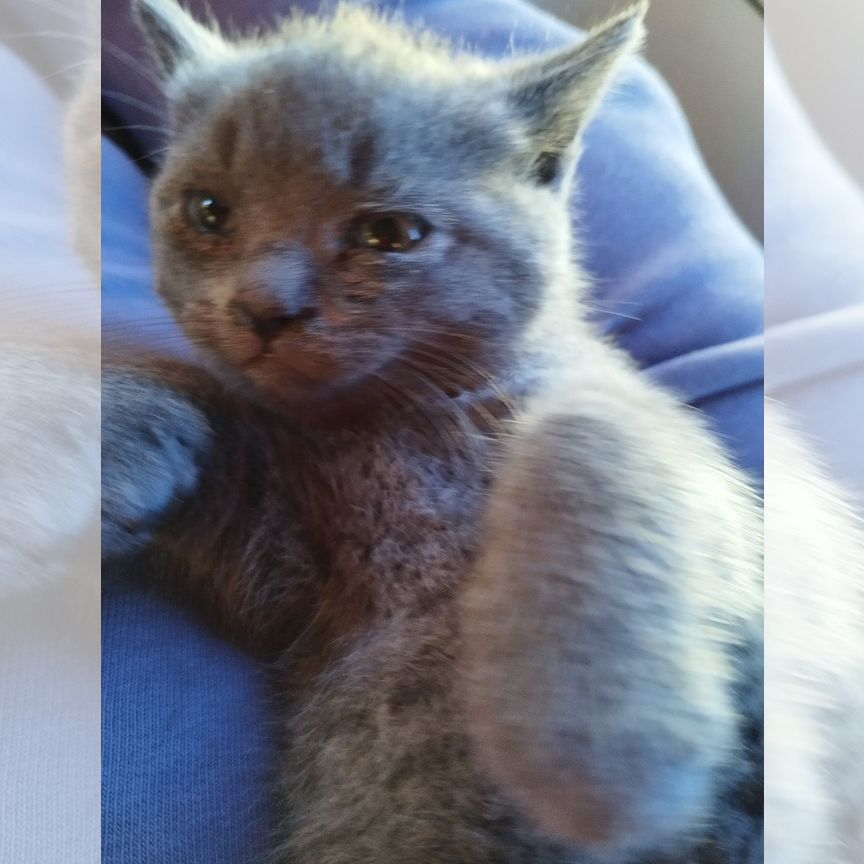 Британский короткошёрстный котёнок