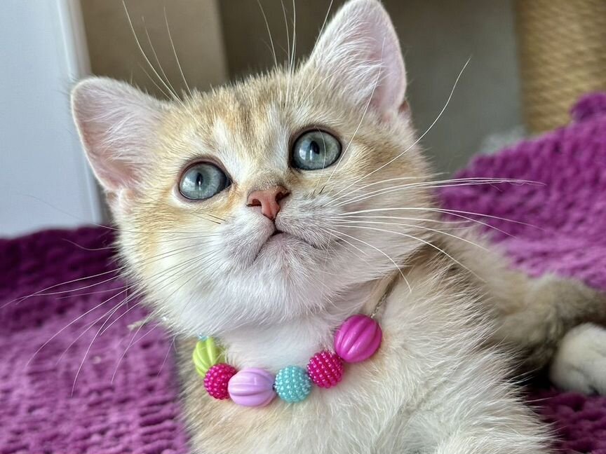 Кошечка золотая шиншилла с бирюзовыми глазками