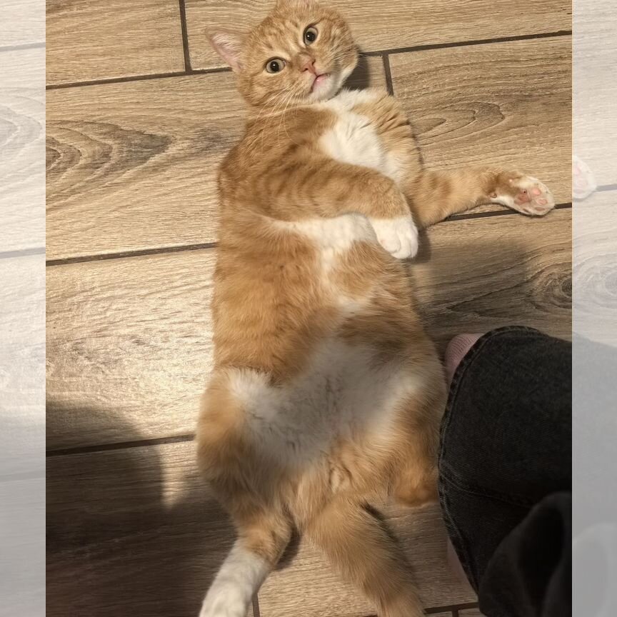 Взрослый кот в добрые руки