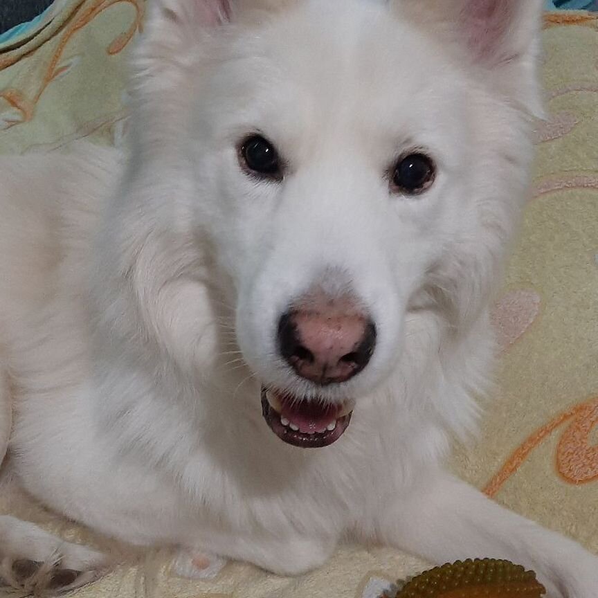 Хаски в добрые руки