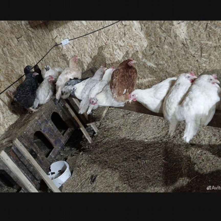 Куры несушки 8 мес