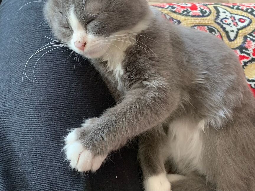 Котенок