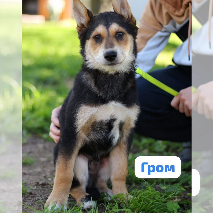 Щенок в добрые руки