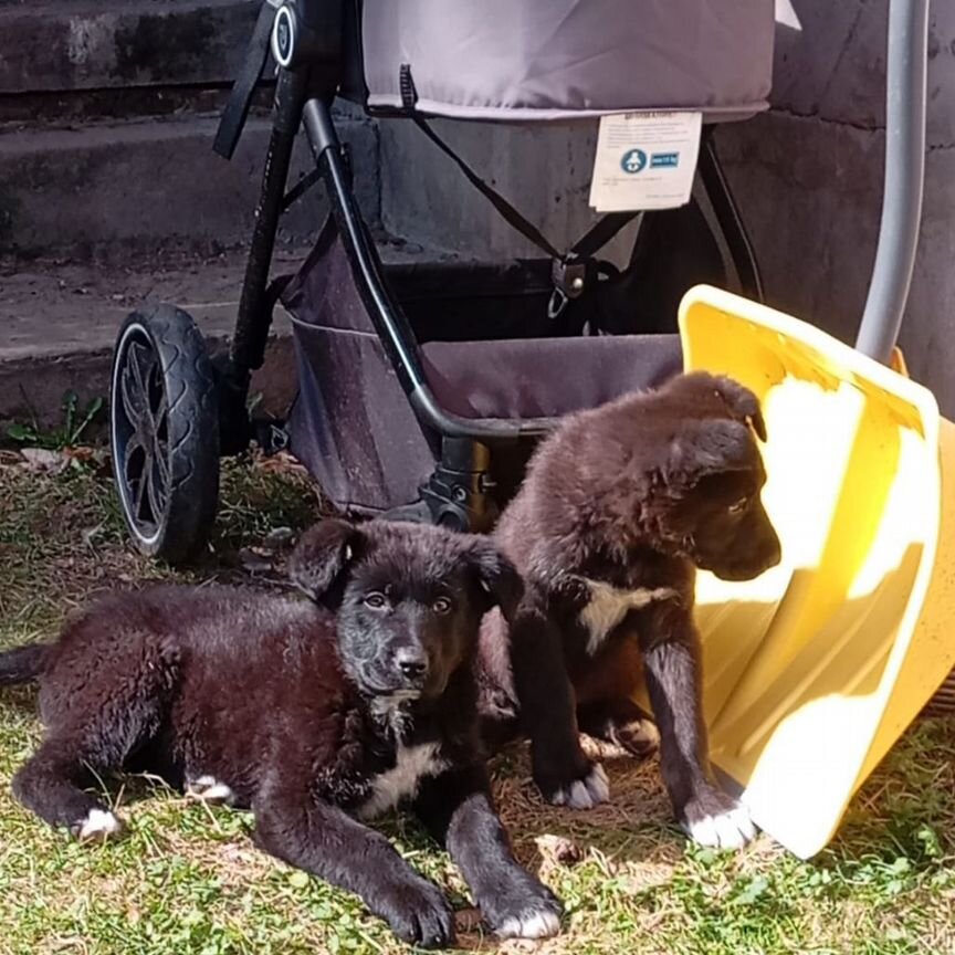 Щенок в добрые руки