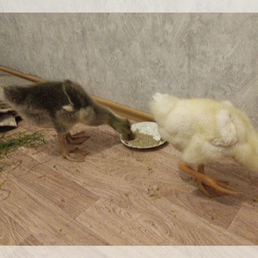 Гуси и гусята
