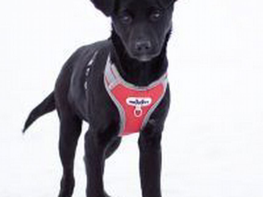 Щенок в добрые руки бесплатно