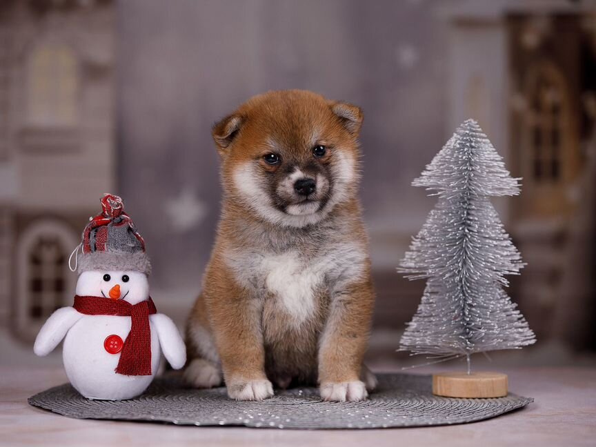 Сиба мальчик