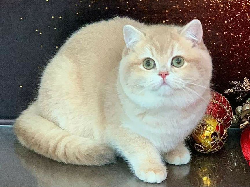 Папа наших котят BRİ cy12