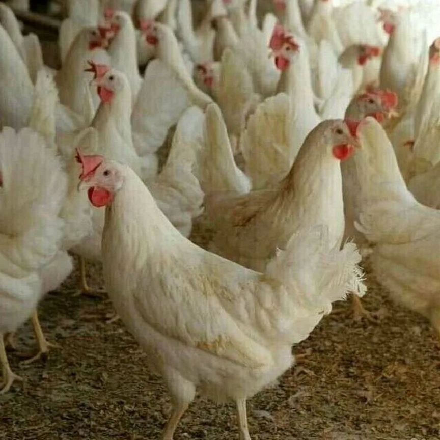 Куры несушки доставка