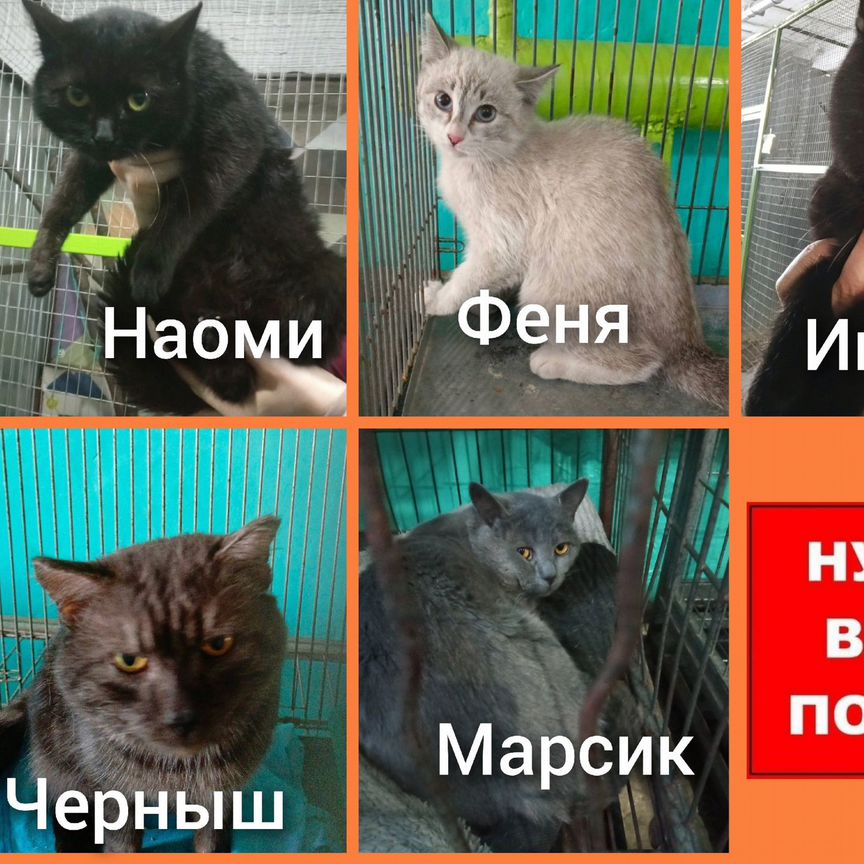 Взрослая кошка от частного владельца