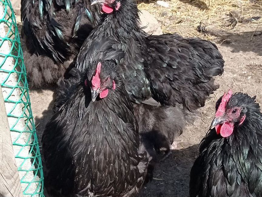 Орпингтоны