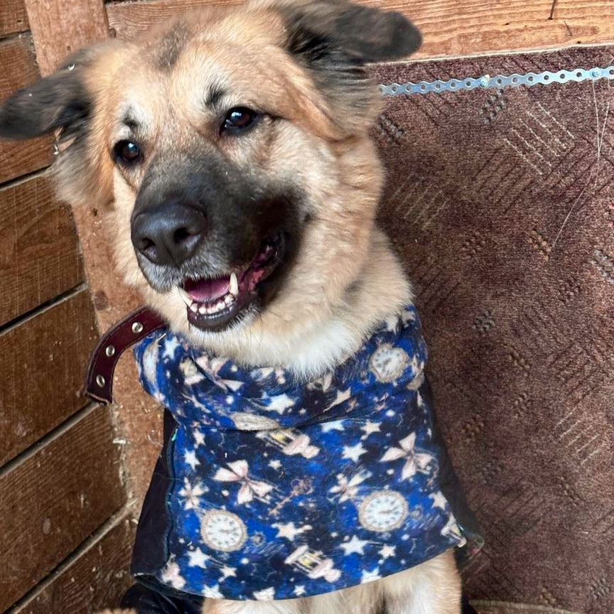 Задорная собака Пшенка